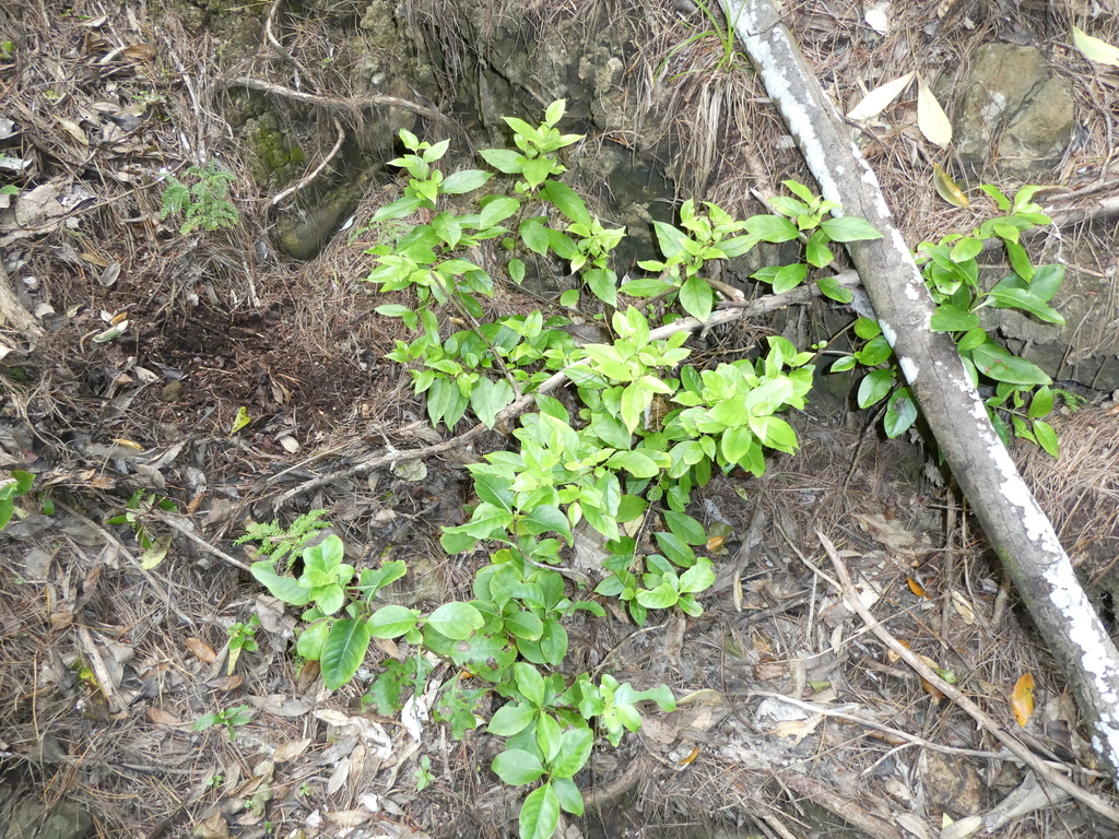 Hangehange from Te Puru, New Zealand on January 21, 2023 at 09:27 AM by ...
