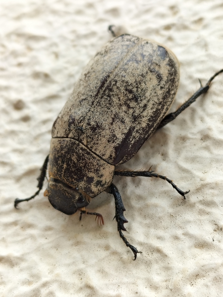 Greyback Cane Beetle from Sir Robert Norman Building, Smithfield QLD ...