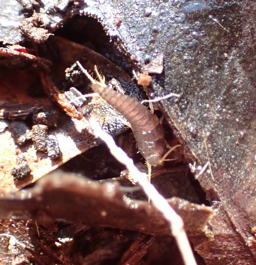 Common Silverfish from Los Angeles, CA 90039, USA on January 28, 2023 ...