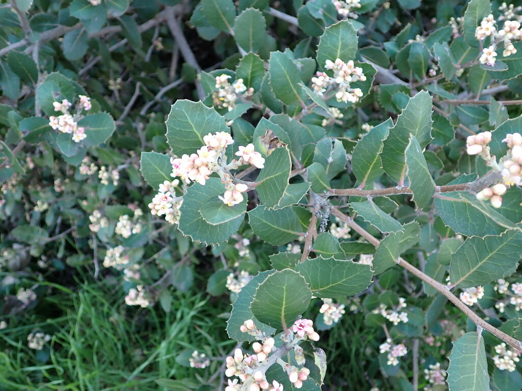 lemonade berry from Northeast Los Angeles, Los Angeles, CA, USA on ...