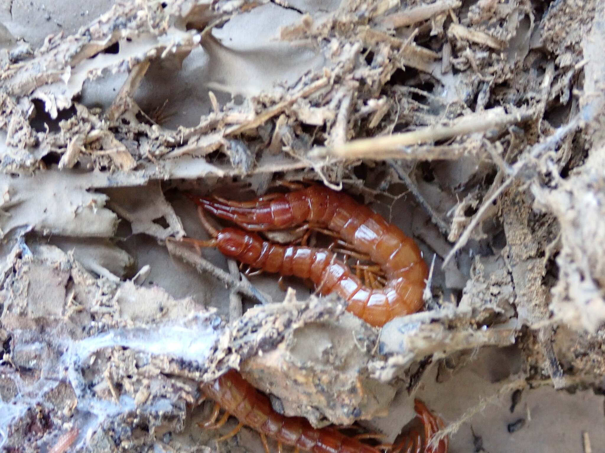 Scolopocryptops gracilis Wood, 1862