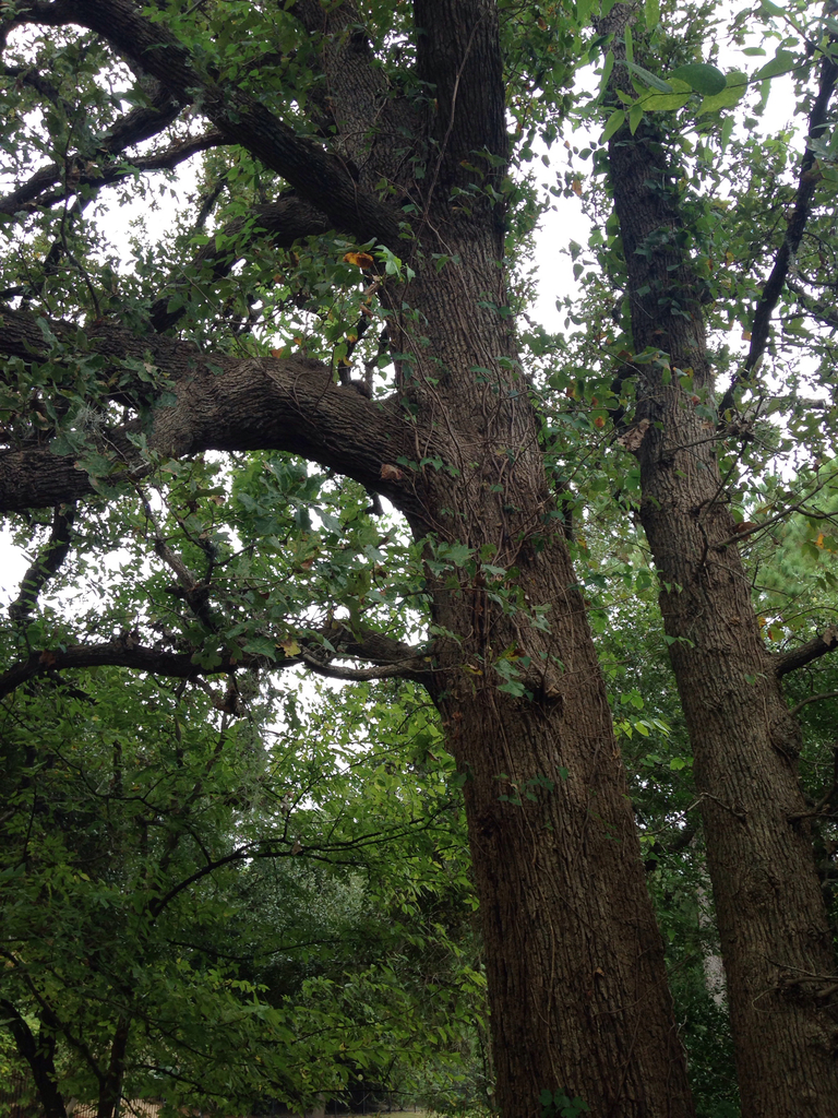 Bottomland Post Oak from Hermann Park, Houston, TX, US on October 23 ...