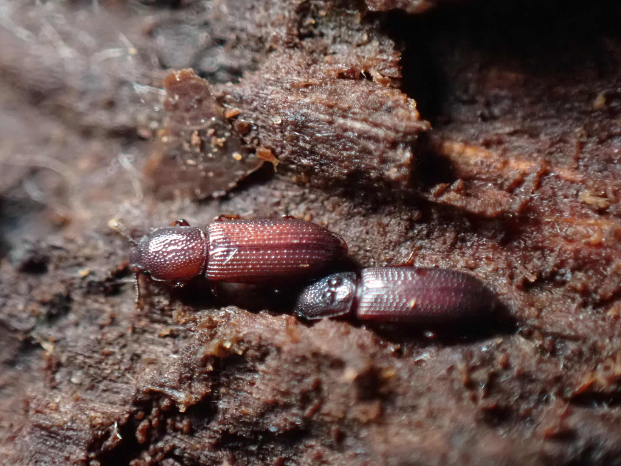 Pycnomerus Erichson, 1842