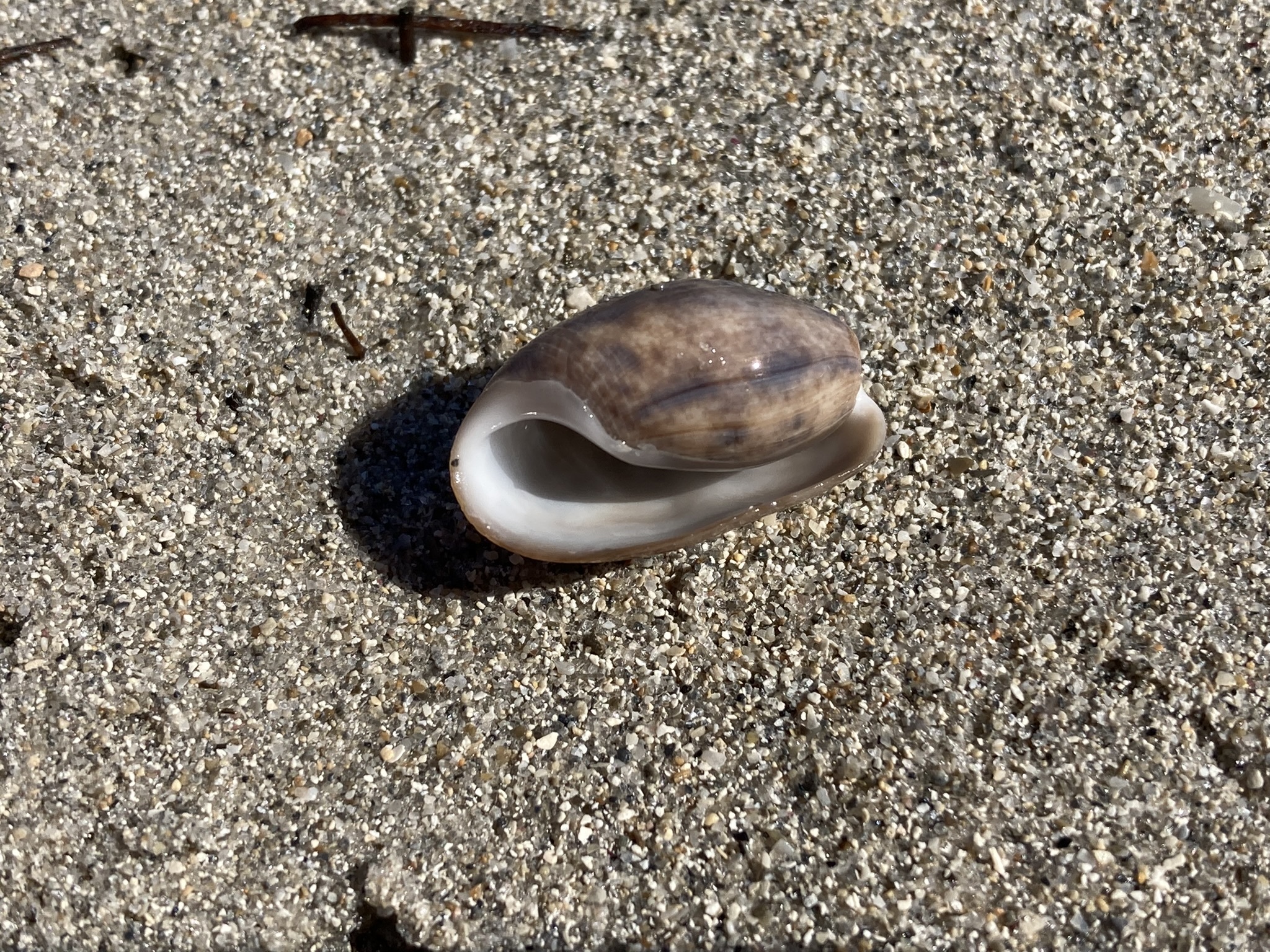 Bulla occidentalis A.Adams, 1850