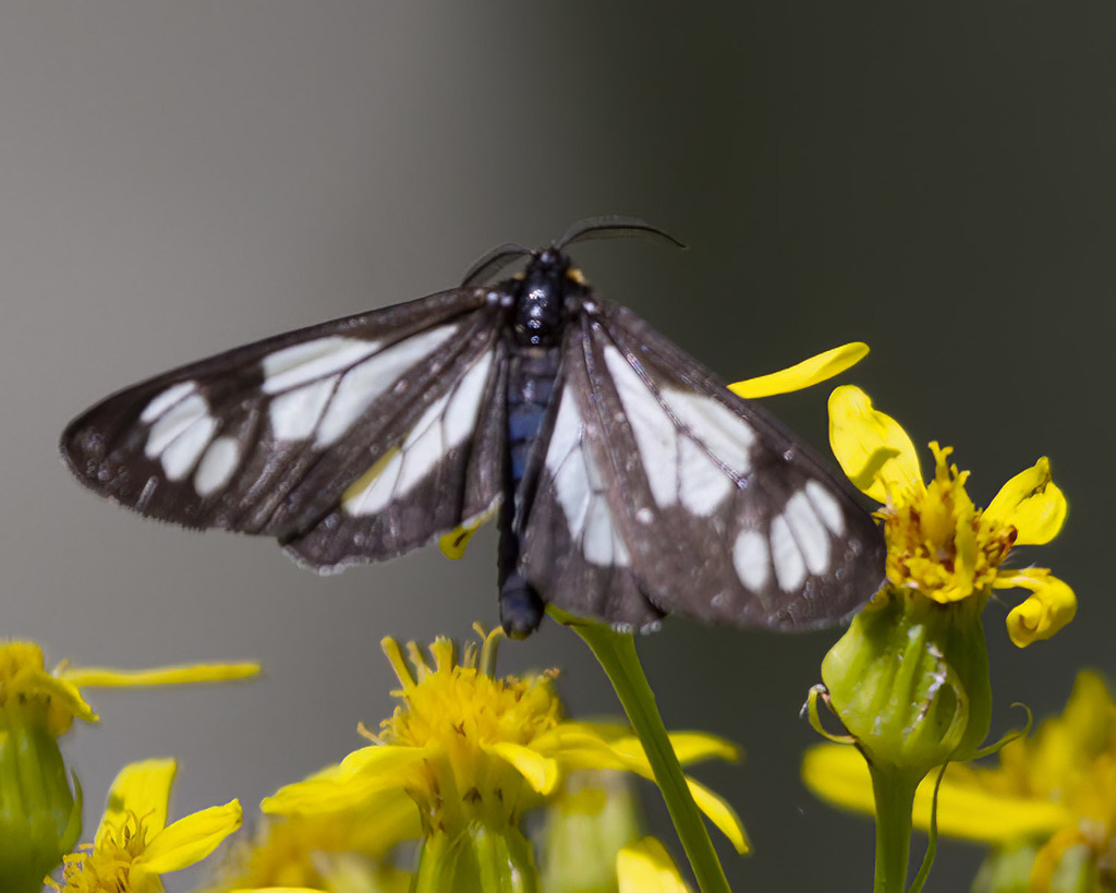 Police Car Moth from Rio Blanco County, CO, USA on August 18, 2011 at ...