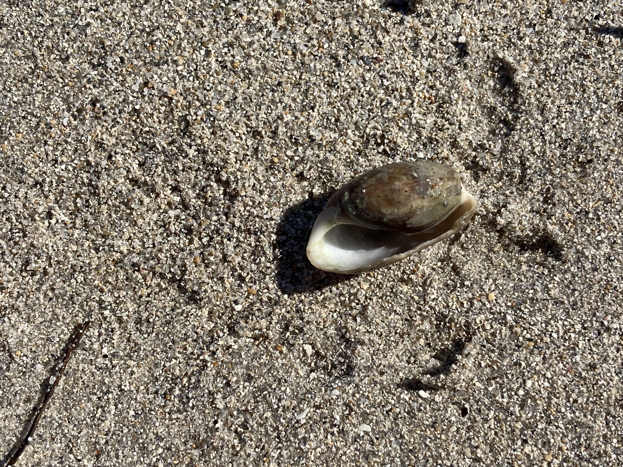 Bulla occidentalis A.Adams, 1850