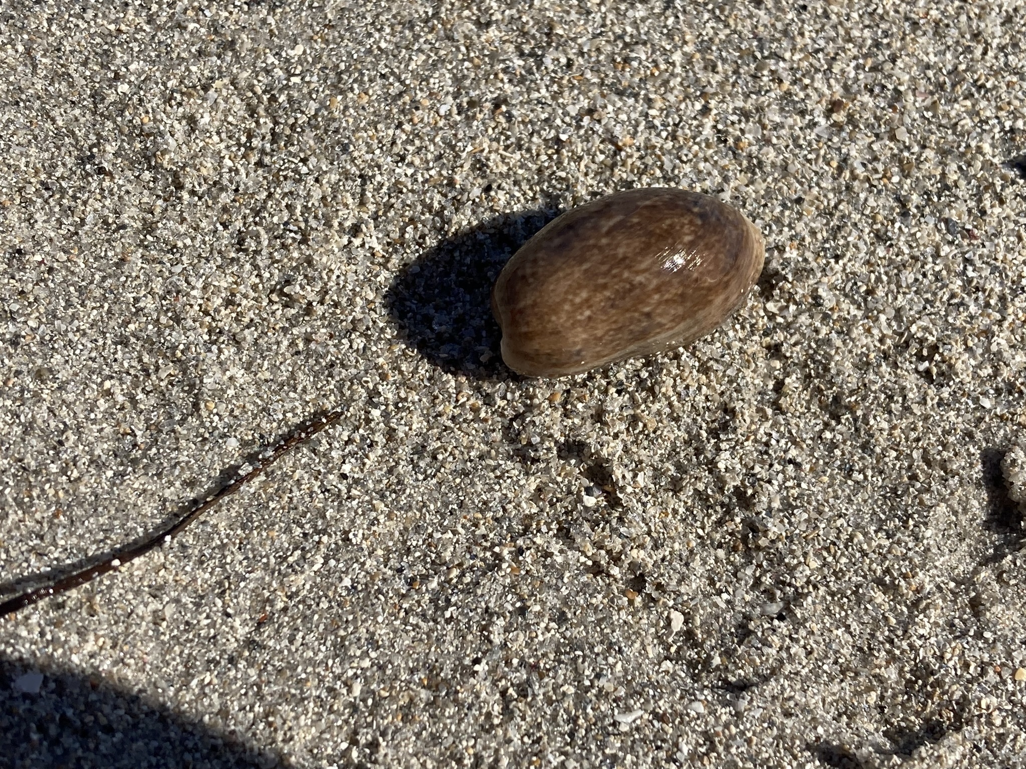 Bulla occidentalis A.Adams, 1850