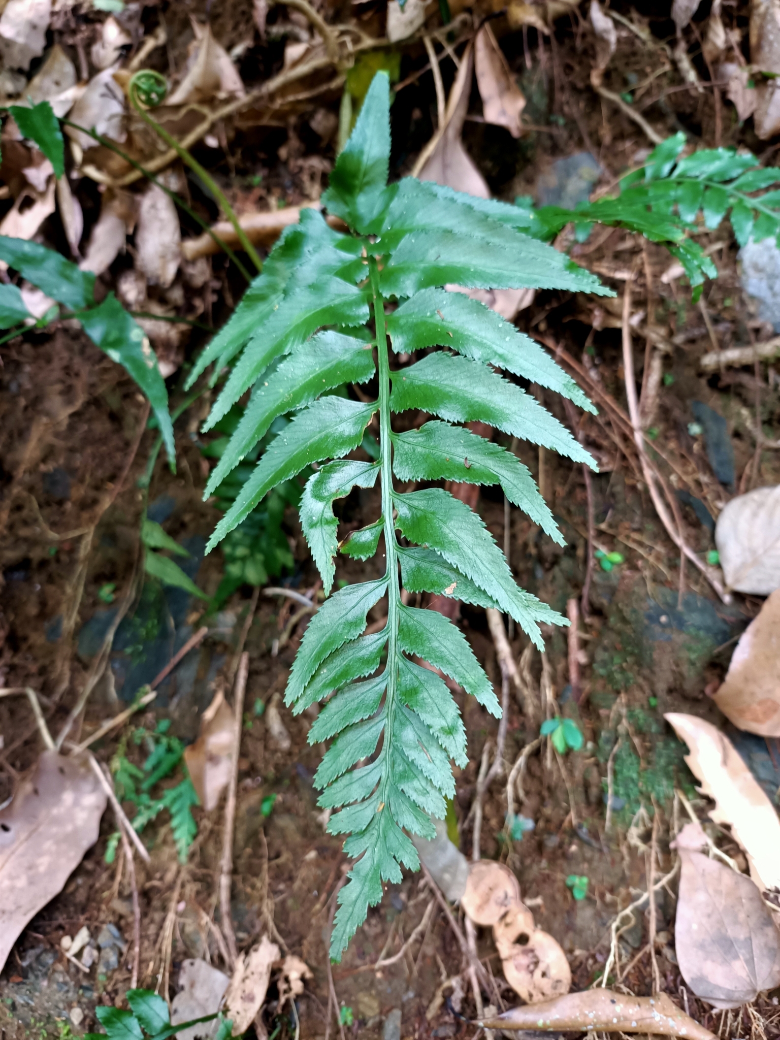 Asplenium wrightii D.C.Eaton ex Hook.