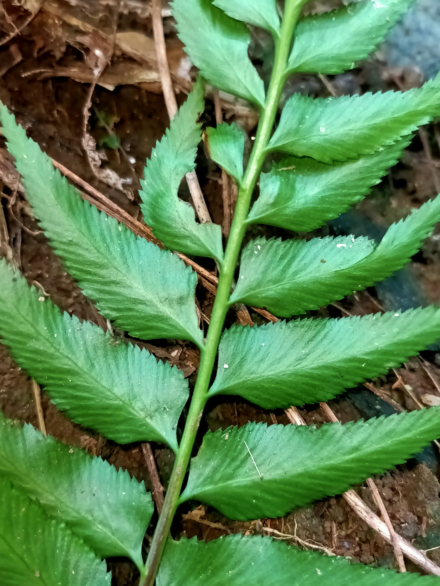 Asplenium wrightii D.C.Eaton ex Hook.