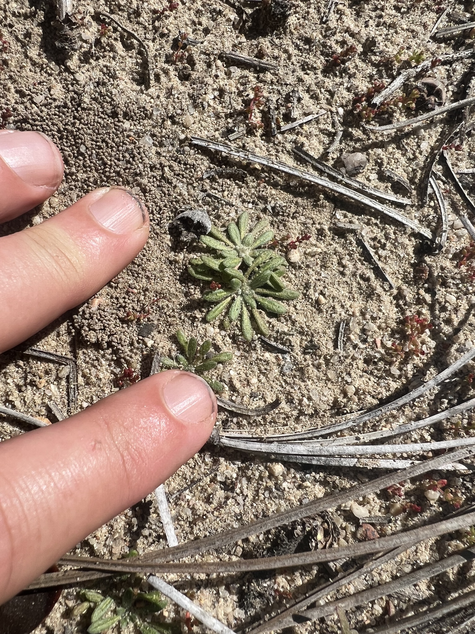 Chorizanthe orcuttiana Parry