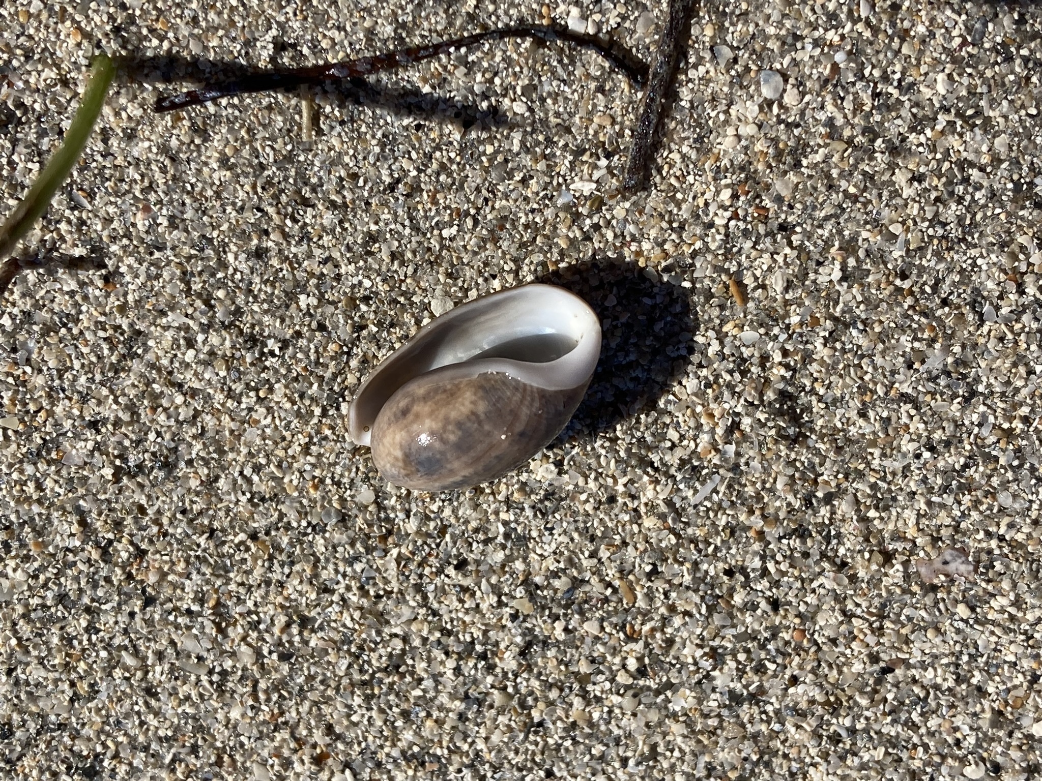 Bulla occidentalis A.Adams, 1850