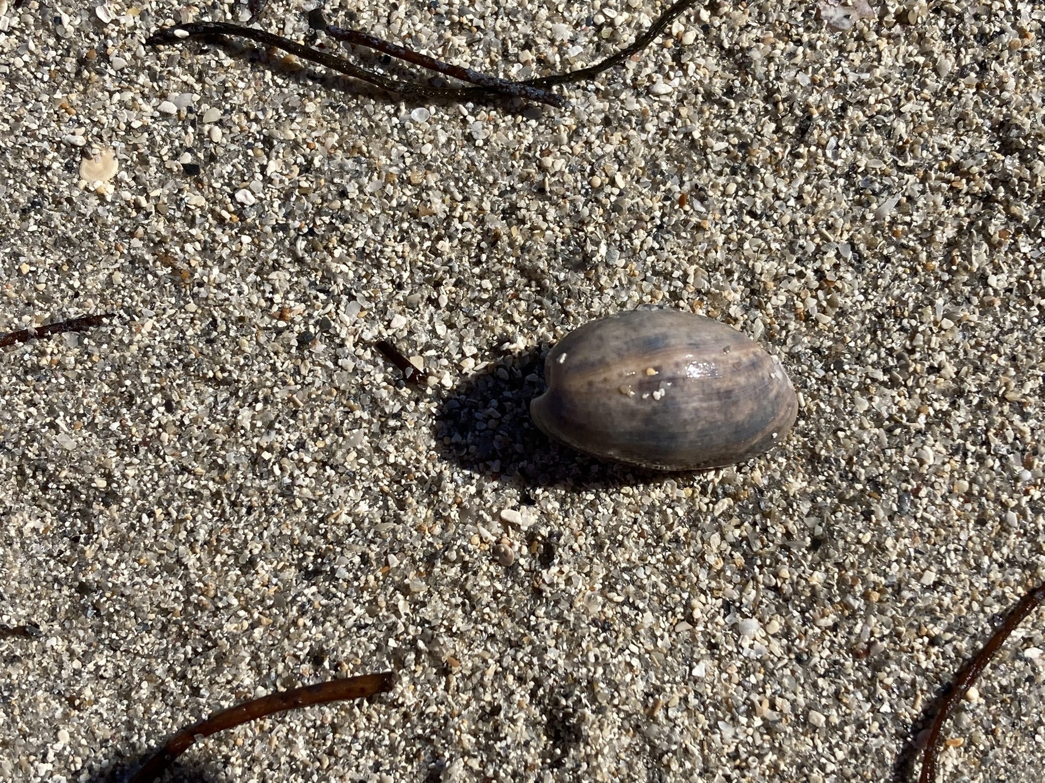 Bulla occidentalis A.Adams, 1850