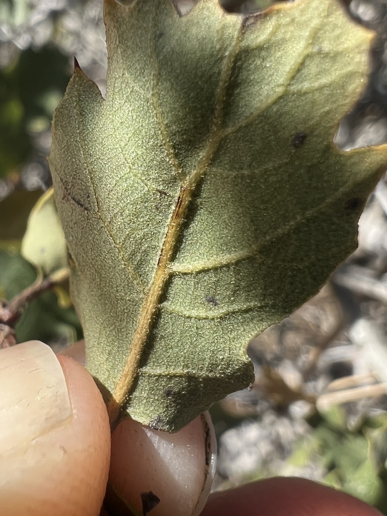 Torrey's Hybrid Oak from Del Mar Heights, San Diego, CA, US on February ...