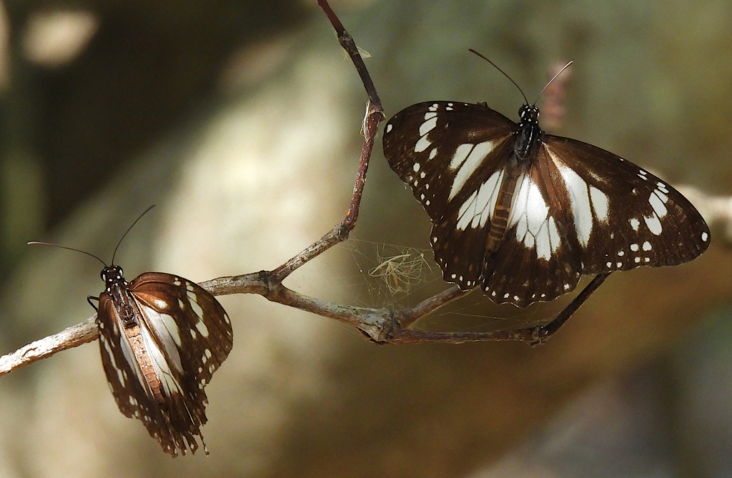 Swamp Tiger Butterfly in February 2023 by cirolana · iNaturalist