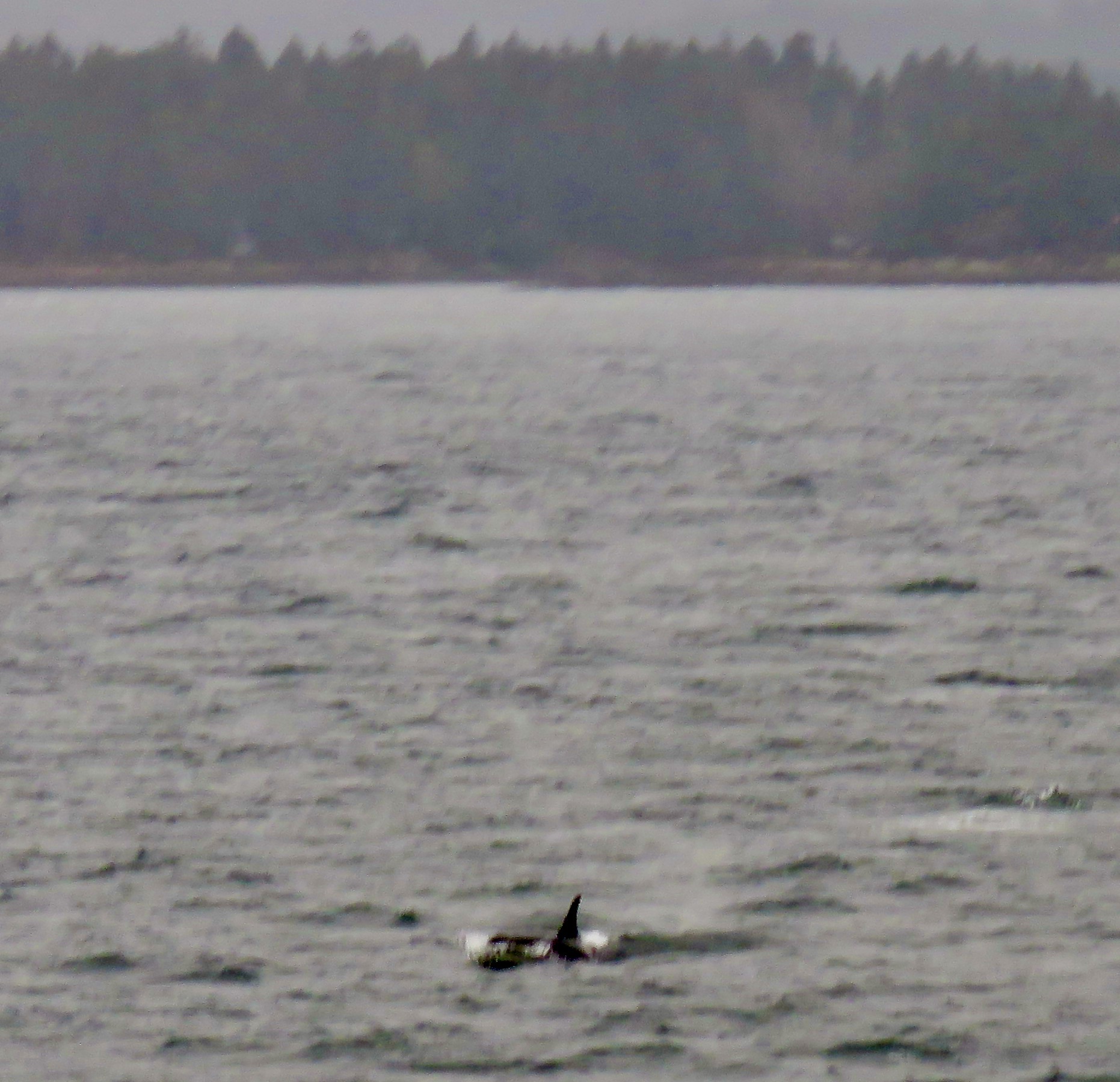 Orcinus orca (Linnaeus, 1758)