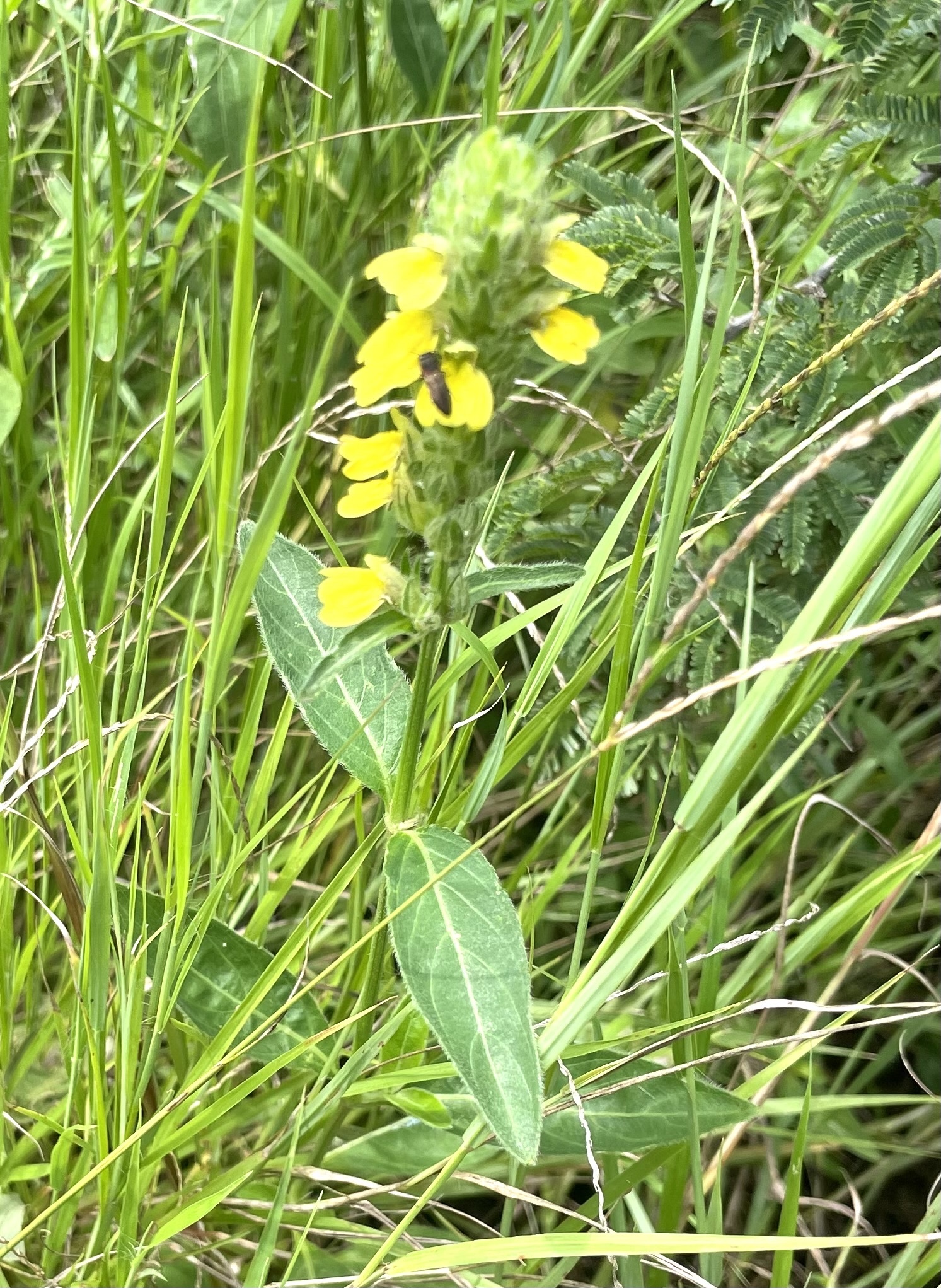 Justicia flava (Forssk.) Vahl