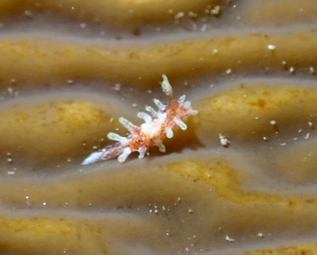 Okenia from San Remo VIC 3925, Australia on January 26, 2023 at 11:13 ...