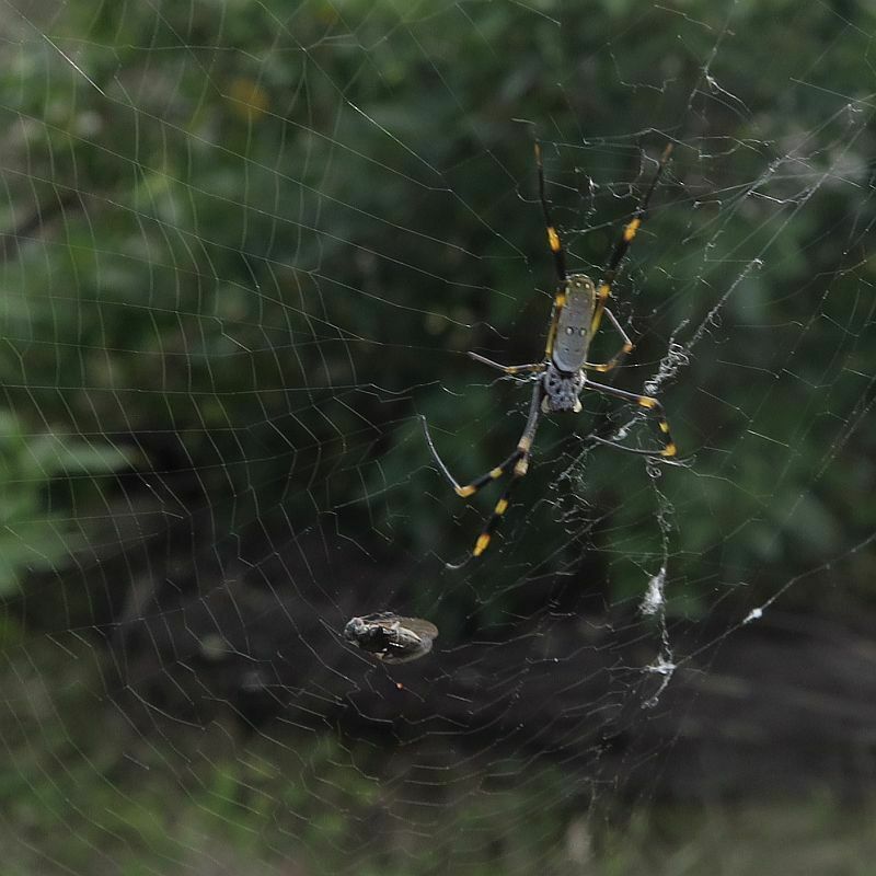 Tiger Spider from Bega NSW 2550, Australia on February 13, 2023 at 08: ...