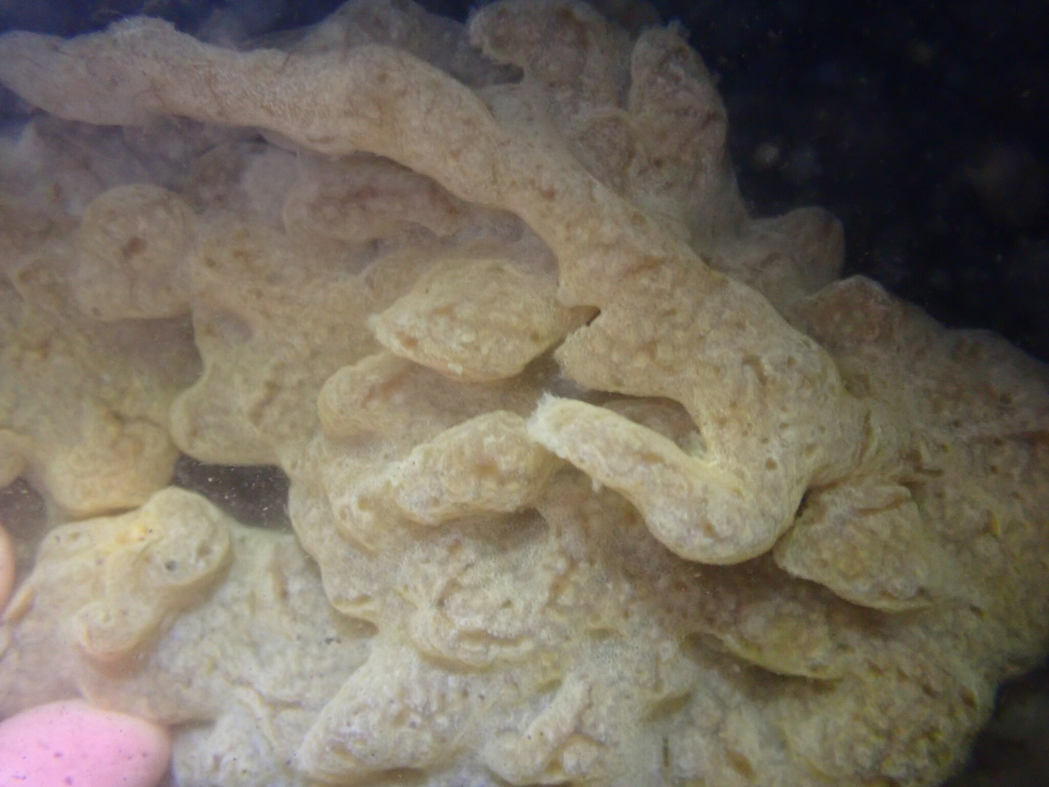 Didemnum vexillum Kott, 2002