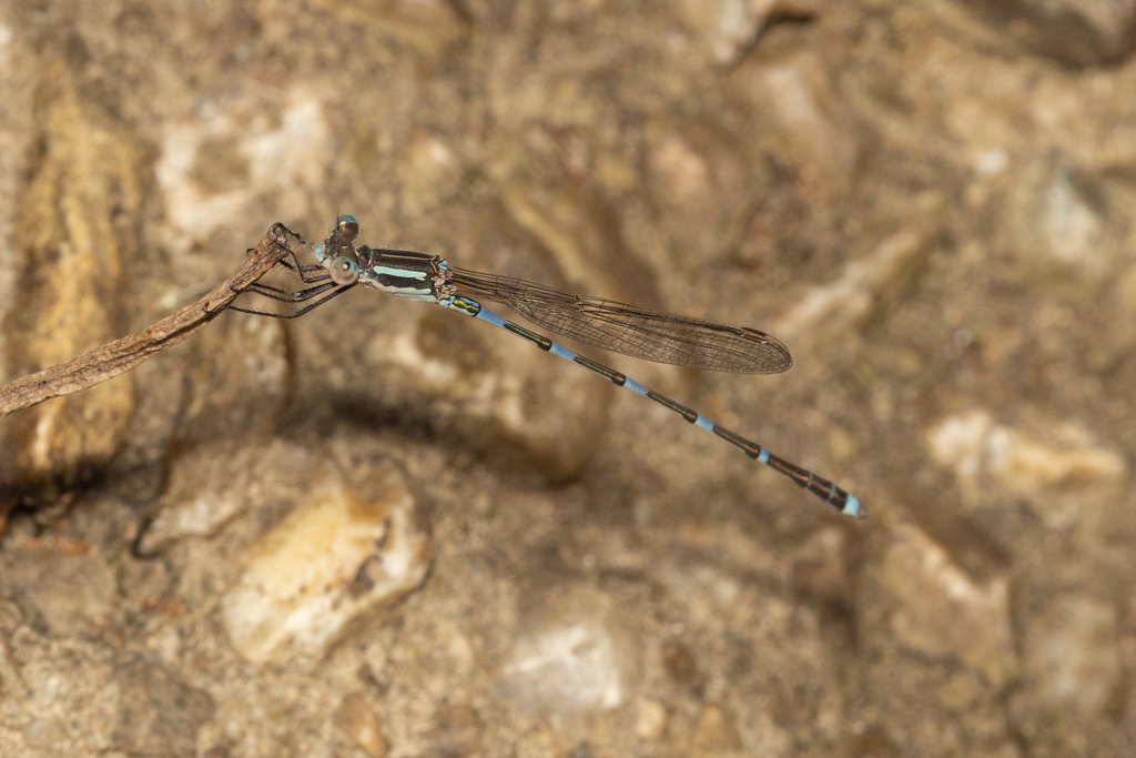 Wandering Ringtail from Cedar Creek, Bellbird Grove on February 12 ...