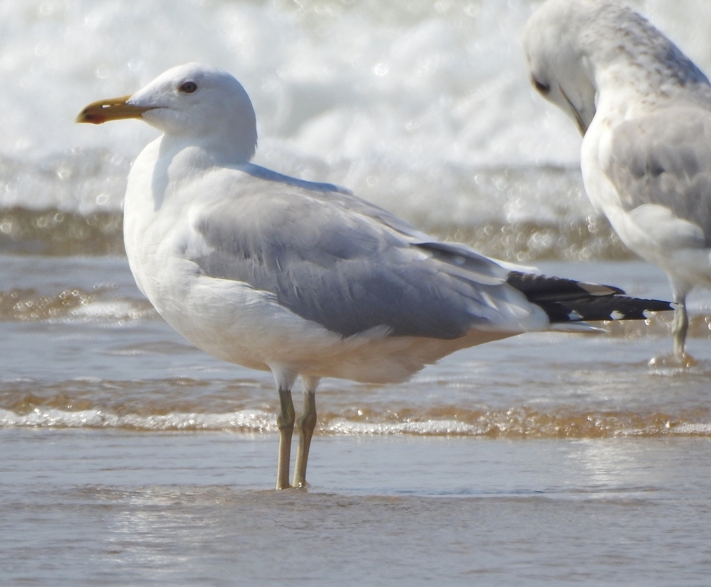 Steppe Gull from Elathur Beach on December 31, 2022 at 02:25 PM by ...
