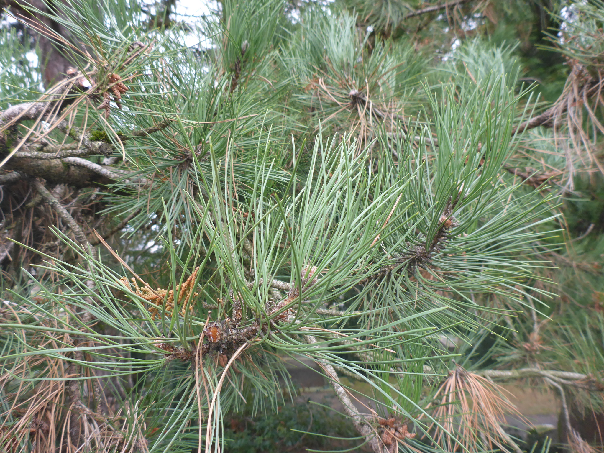 Pinus nigra J.F.Arnold