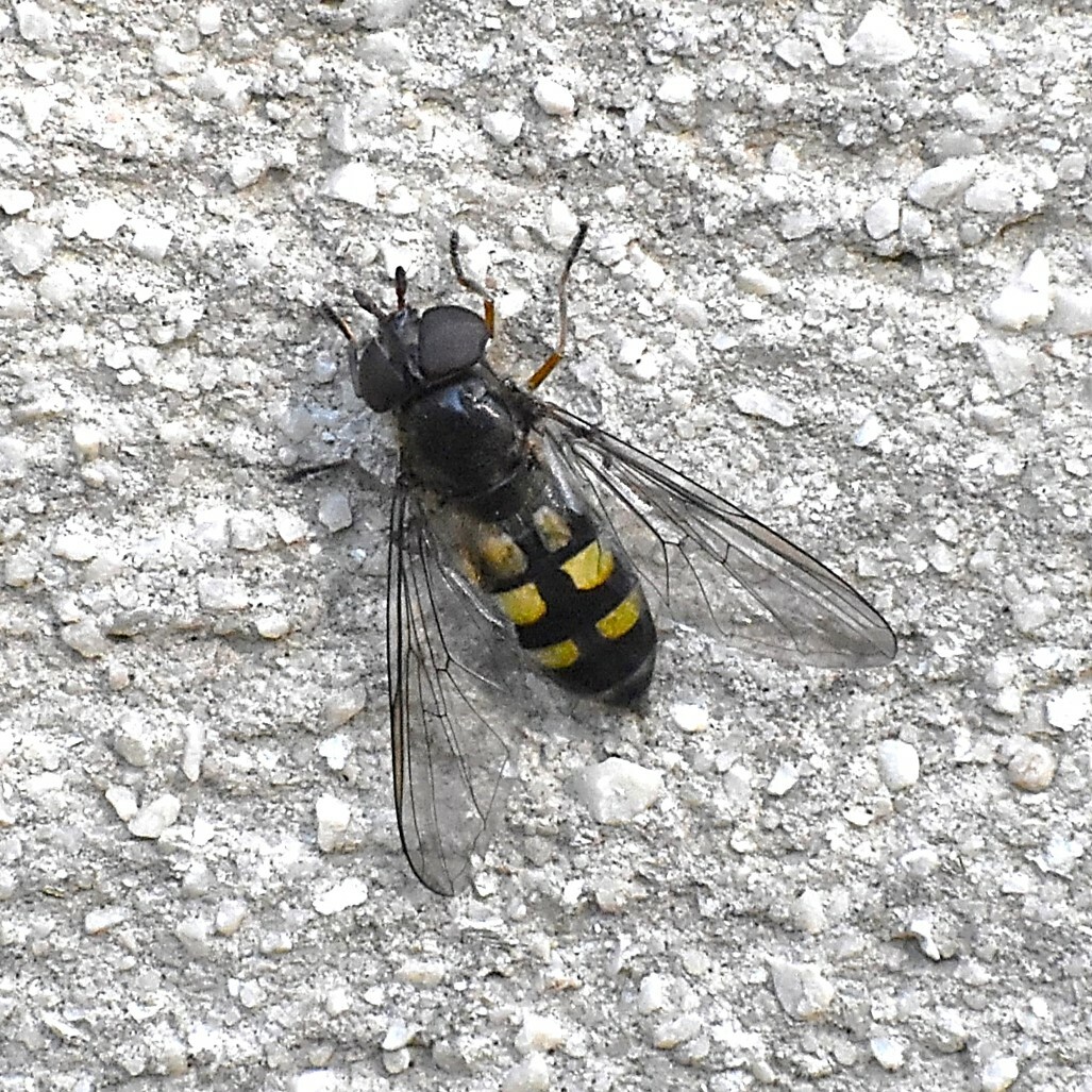 Xanthandrus comtus (Harris, 1780)