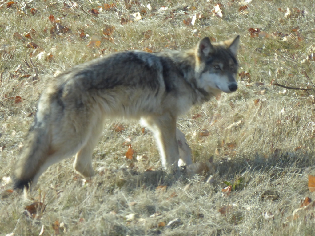 Gray Wolf from Northern Rockies, BC V0C, Canada on October 4, 2018 at ...