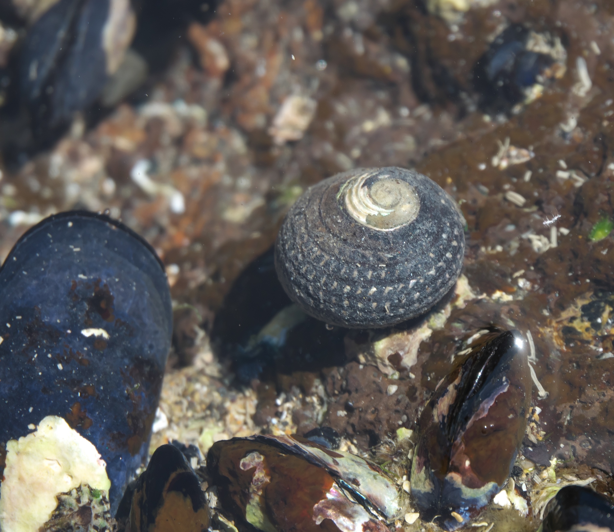 Diloma aethiops (Gmelin, 1791)