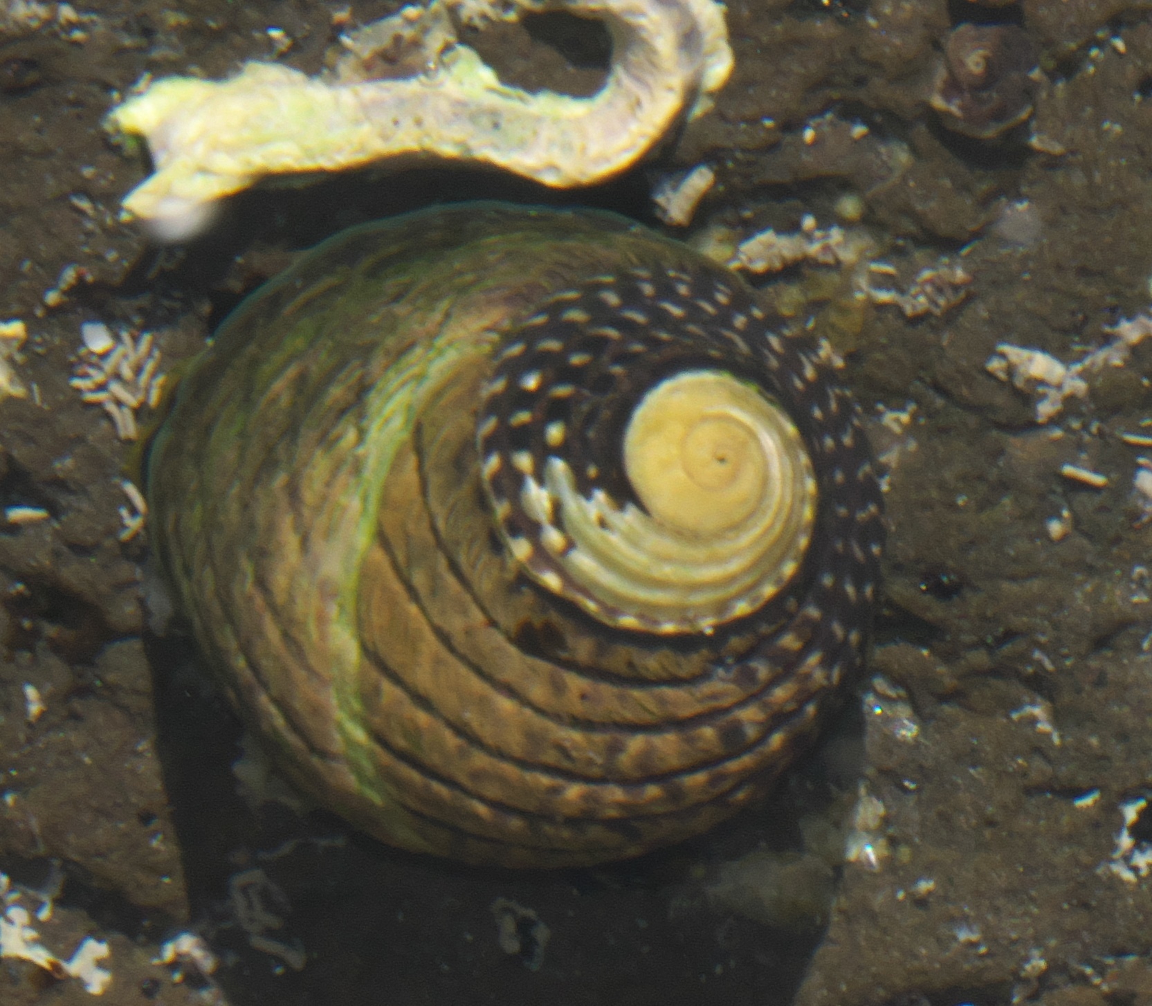 Diloma aethiops (Gmelin, 1791)