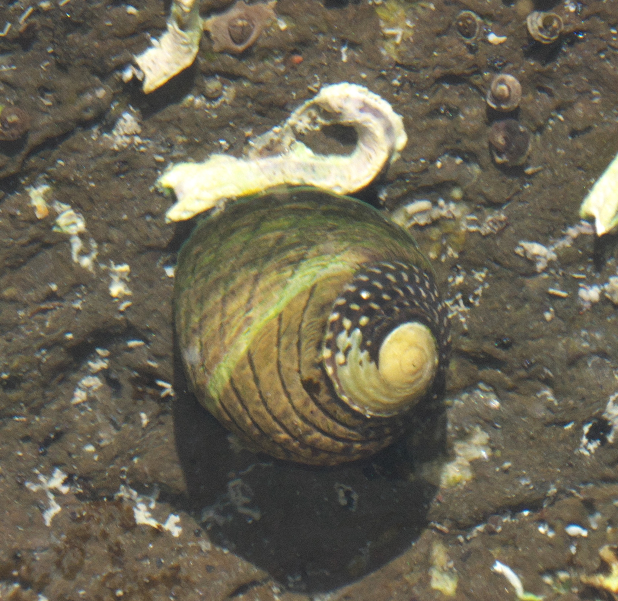 Diloma aethiops (Gmelin, 1791)