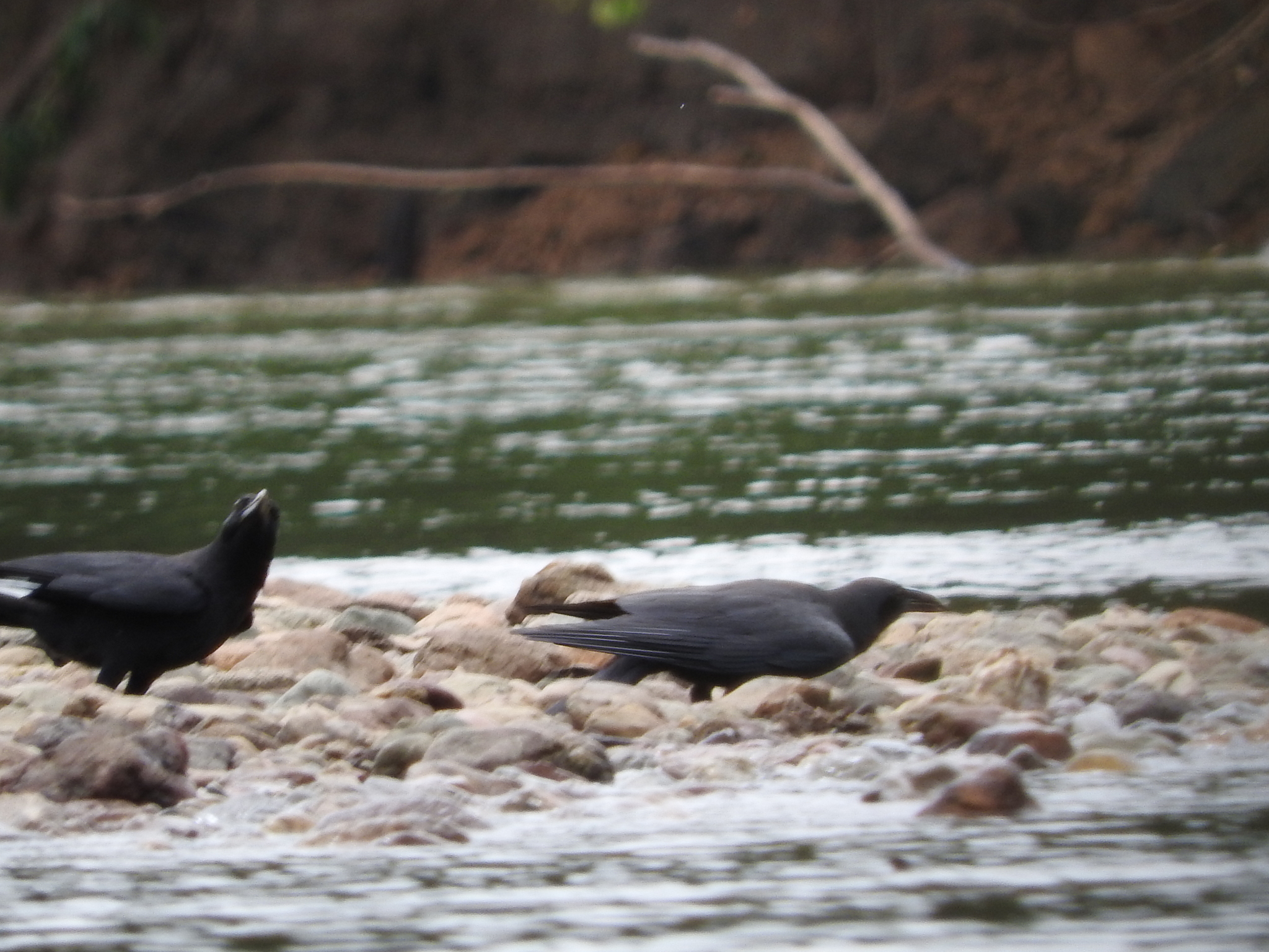 Corvus enca (Horsfield, 1821)