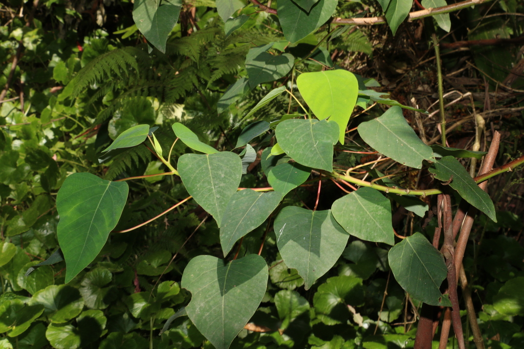 Bleeding Heart from Burnett Creek QLD 4310, Australia on February 12 ...