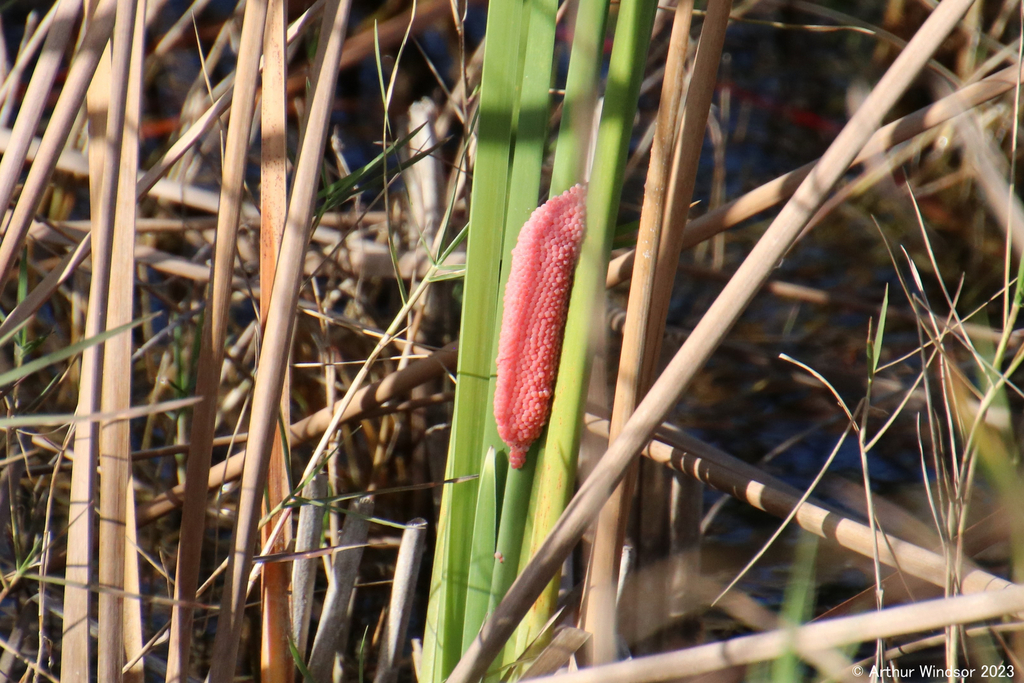 Island Apple Snail from Arthur R Marshall Loxahatchee National Wildlife ...