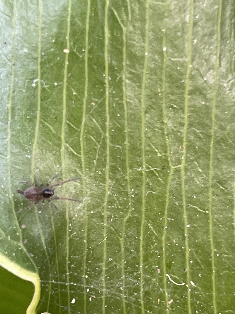 Spiders in February 2023 by dan_fid · iNaturalist