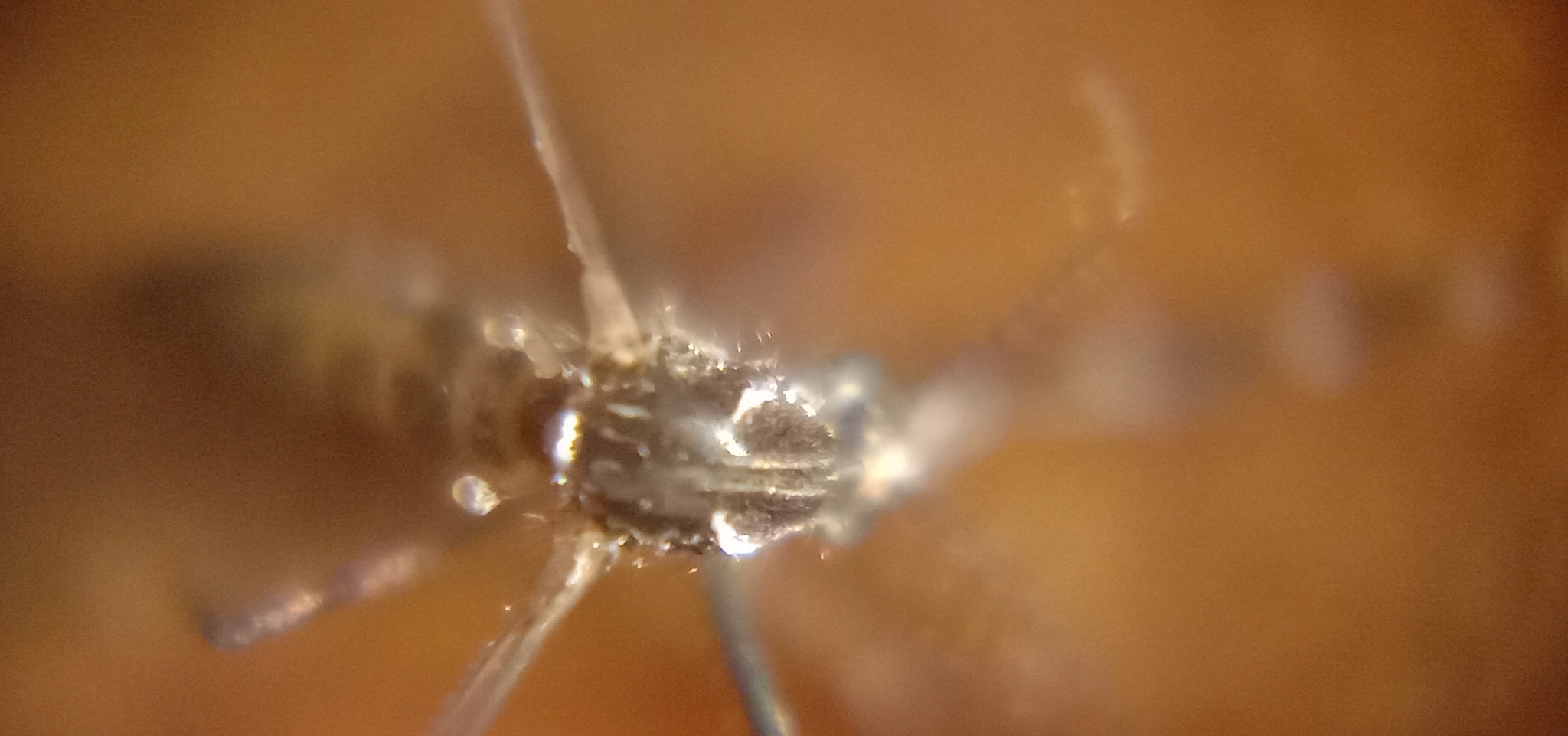 Aedes aegypti (Linnaeus, 1762)