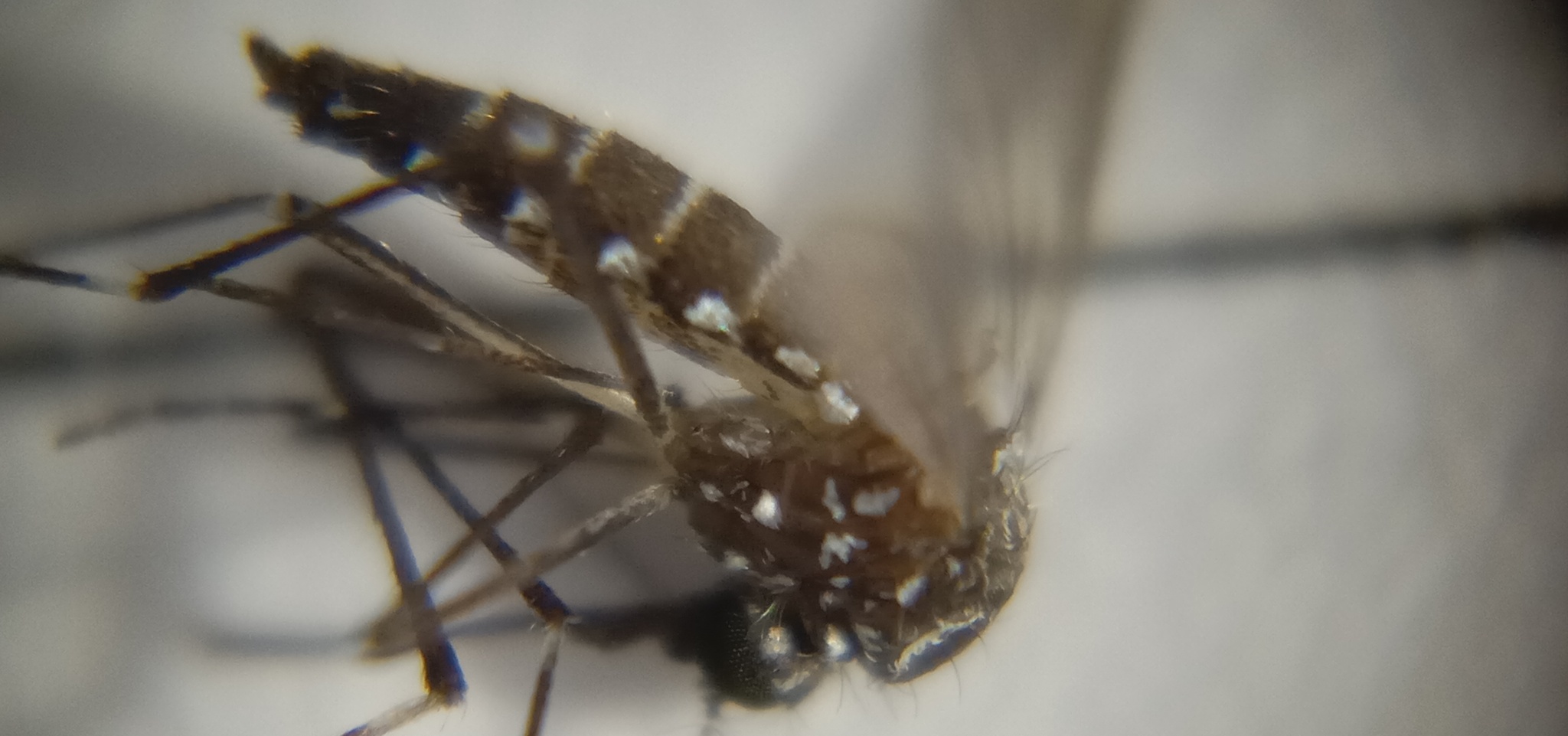 Aedes aegypti (Linnaeus, 1762)