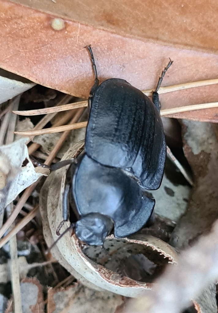 Heleina from Stonyfell SA 5066, Australia on February 13, 2023 at 08:12 ...
