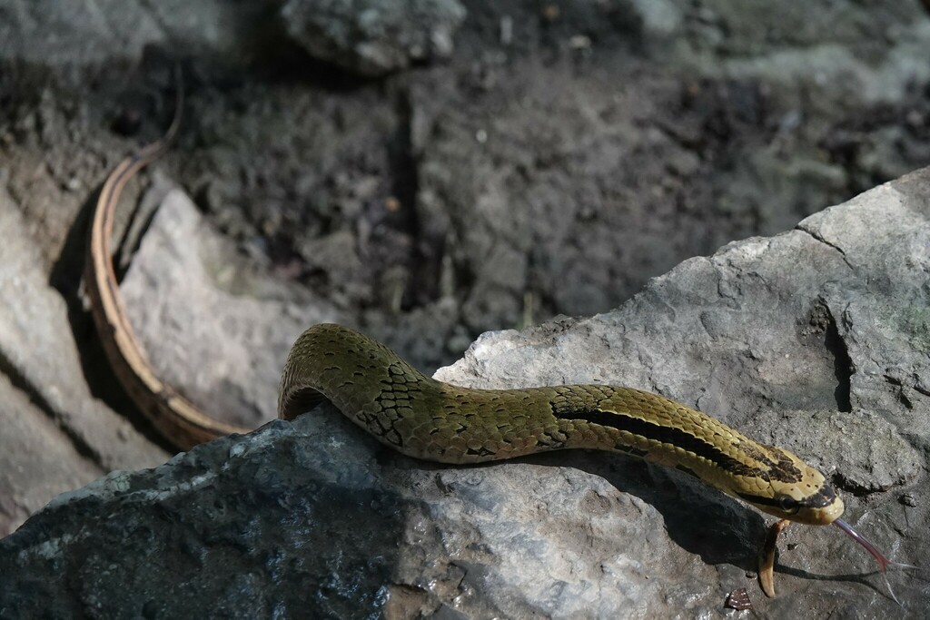 Bamboo Snake from 小七孔 Xiaoqikong, Libo County, Qiannan Buyei and Miao ...