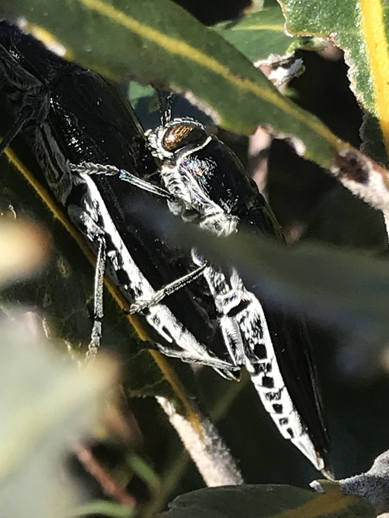 Buprestinae from Noosa National Park, Coolum Beach, QLD, AU on October ...