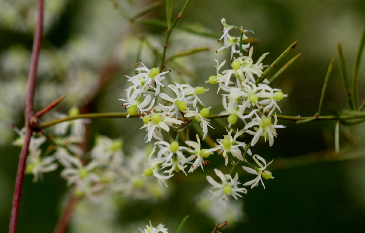 Asparagus racemosus Willd.