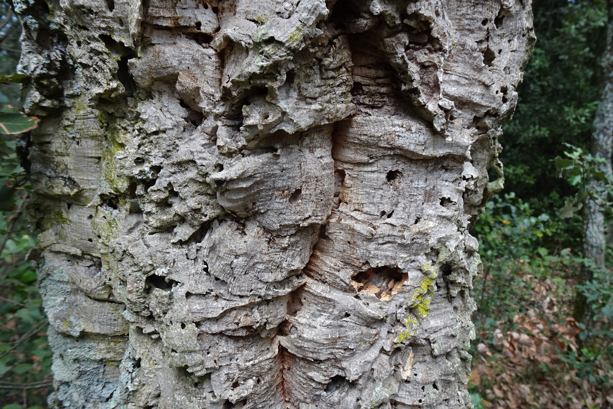 Quercus suber L.