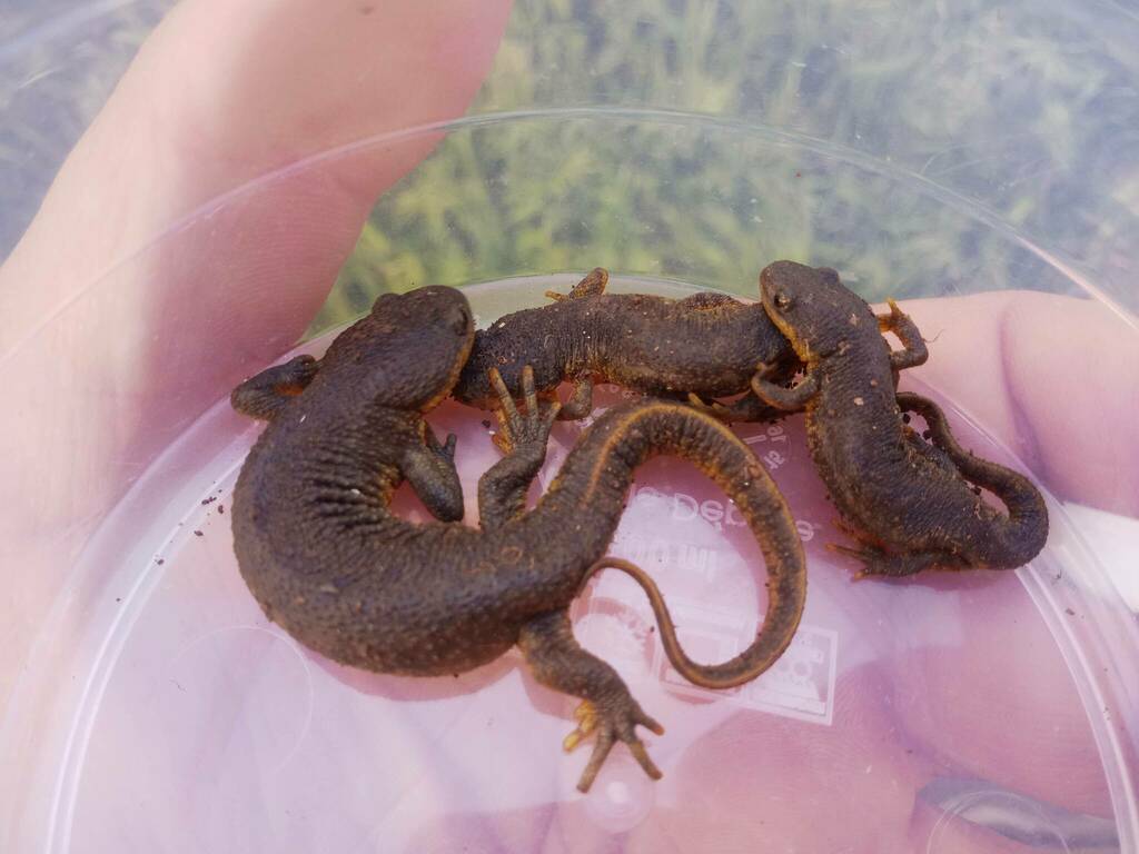 Algerian Ribbed Newt in May 2021 by Mourad Harzallah · iNaturalist