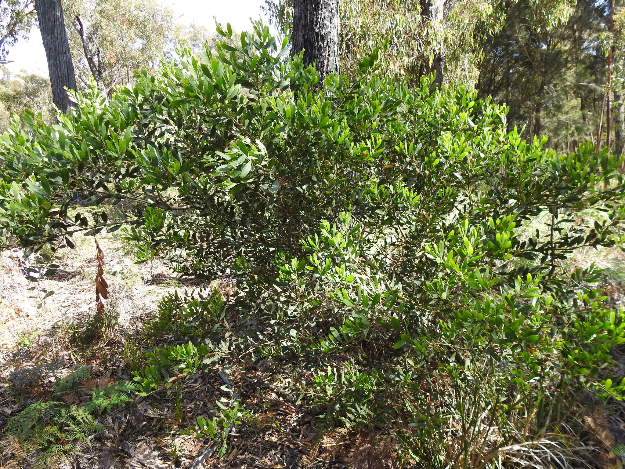 Acacia sophorae (Labill.) R.Br.