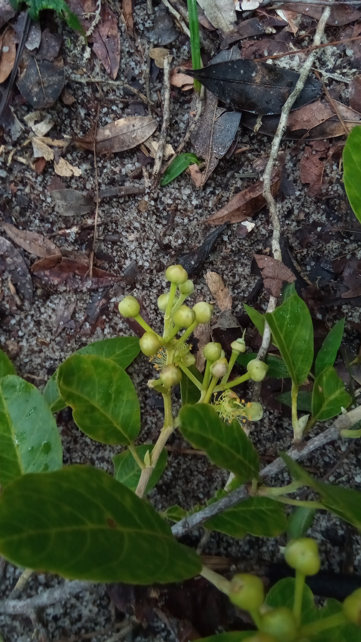 Sphaerosepalaceae