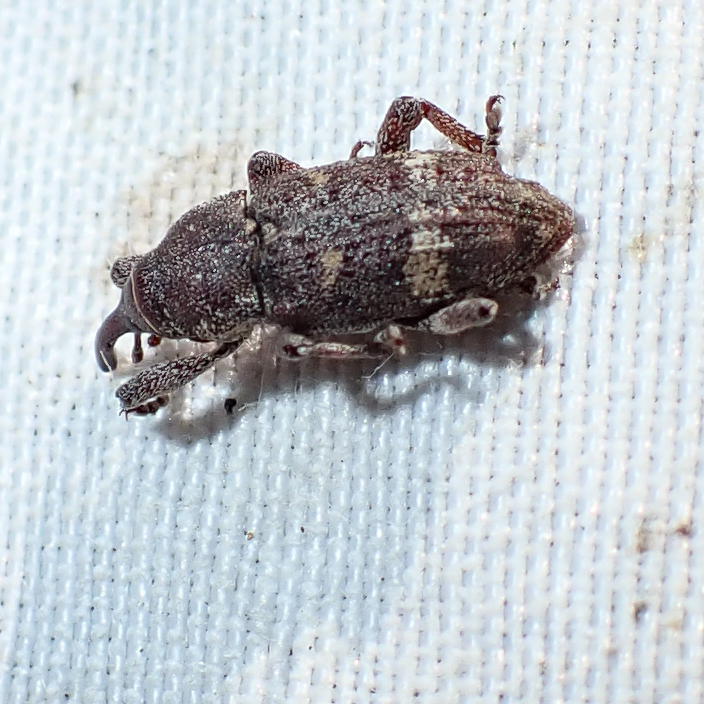 Lesser Banded Pine Weevil from 17370 Le Grand-Village-Plage, France on ...