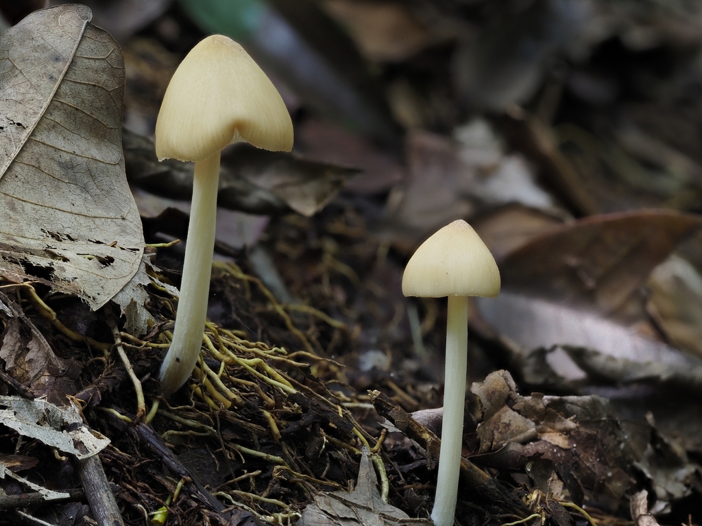 Bolbitiaceae from Bukit Kiara, 60000 Kuala Lumpur, Federal Territory of ...