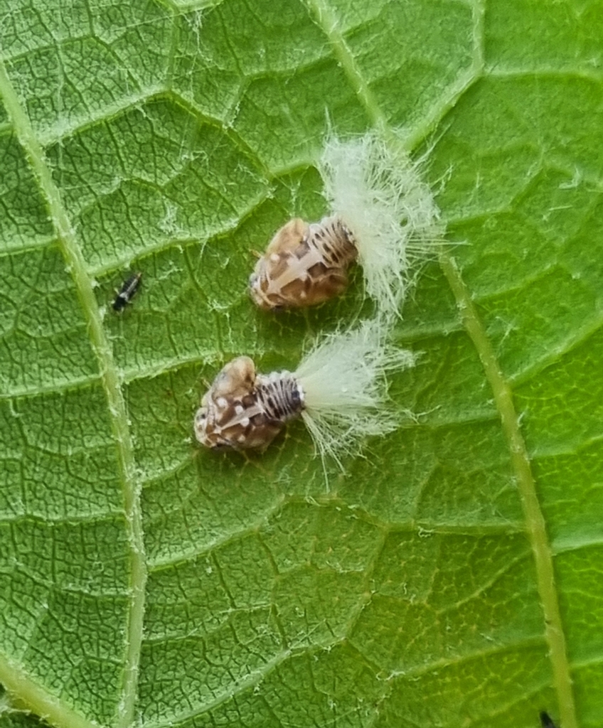 Passionvine hopper from Upwey VIC 3158, Australia on February 13, 2023 ...