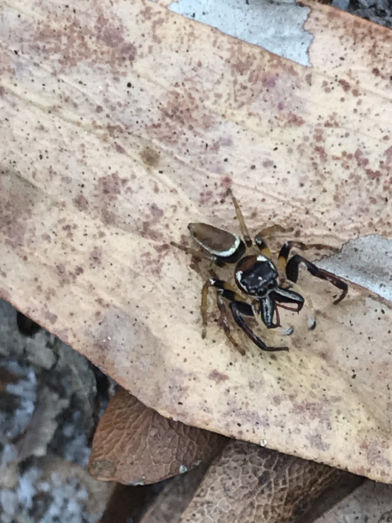 Jumping Spiders from Medinah Pl, Peregian Springs, QLD, AU on November ...