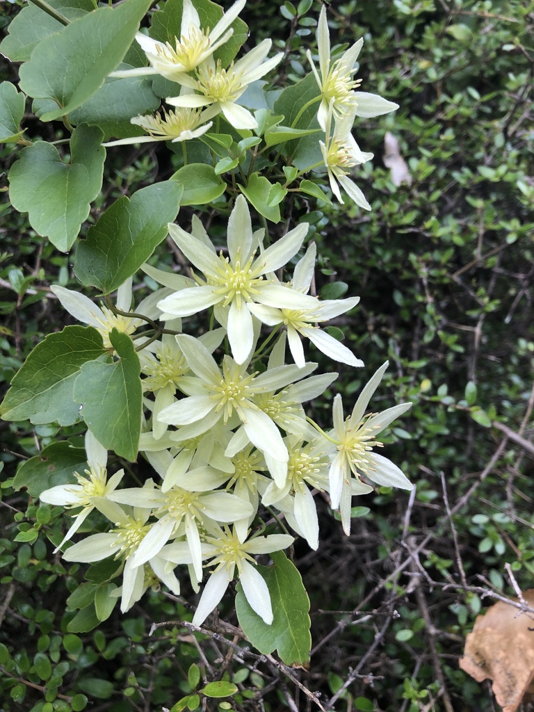 Clematis and leatherflowers from Kapiti Coast District, Wellington, New ...